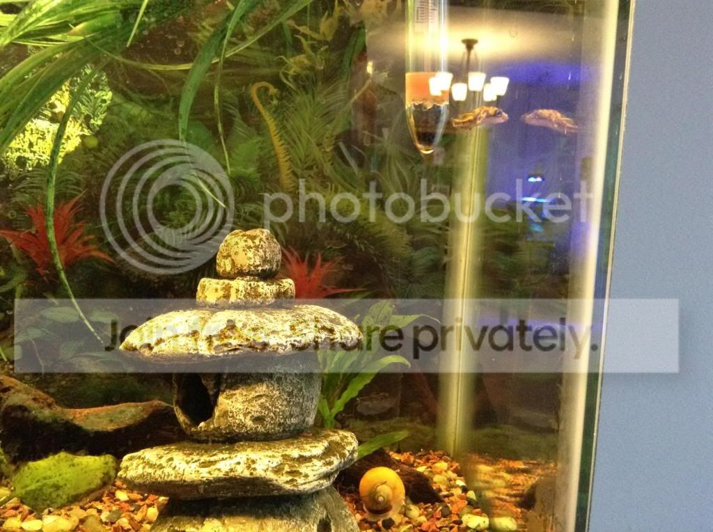 Skinny dwarf puffer already treated for IPs - The Puffer Forum