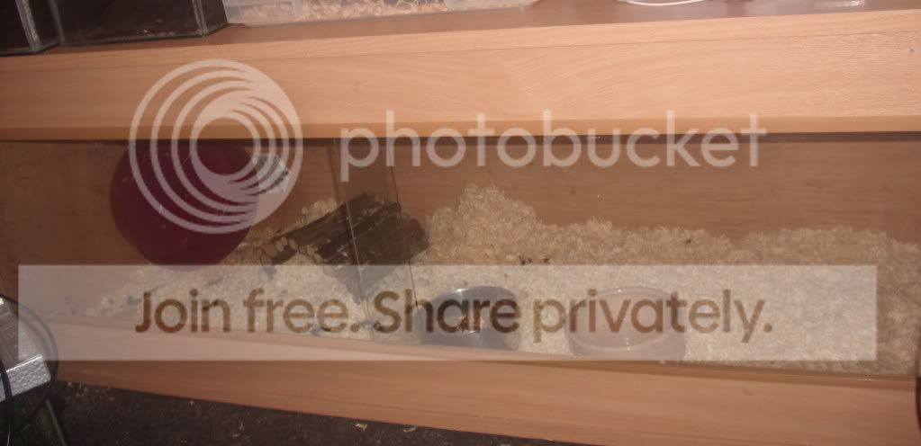 4ft VIV | Reptile Forums