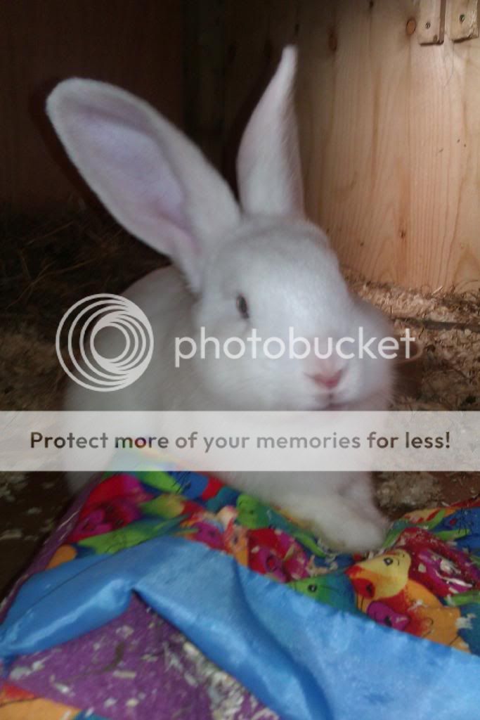 NE England - BEW Beveren rabbits leeds/london | Reptile Forums