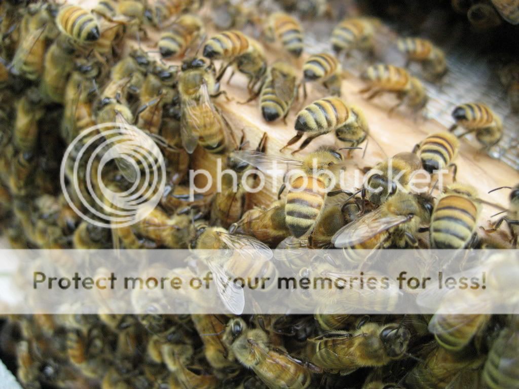 thermoregulation pics... | Beesource Beekeeping Forums