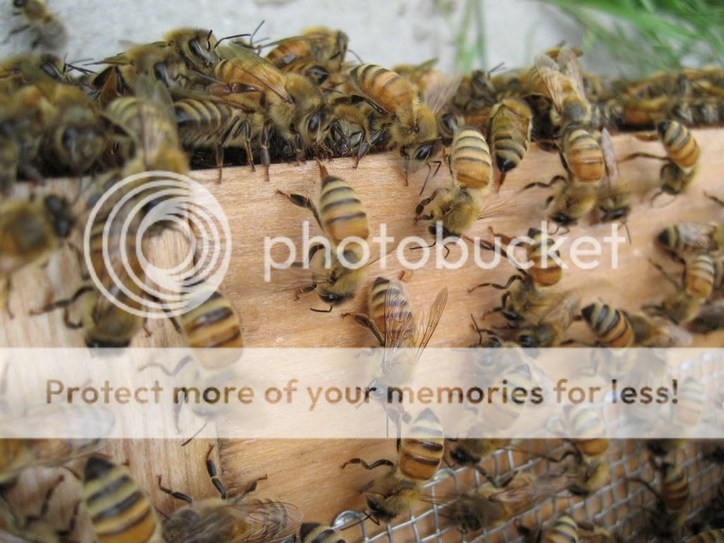 thermoregulation pics... | Beesource Beekeeping Forums