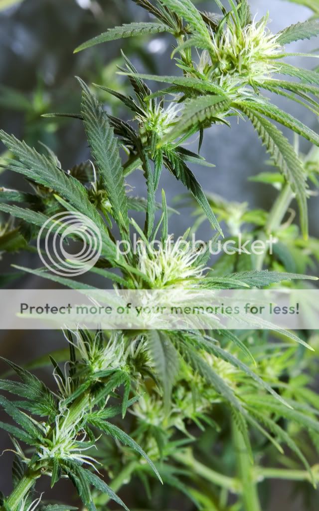 A Bang bang boogie down Bronx tale;"piff" (haze) grow with seeds from ...