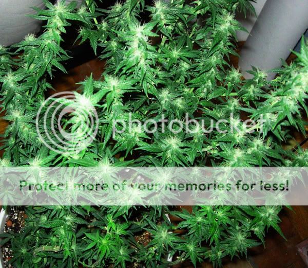 A Bang bang boogie down Bronx tale;"piff" (haze) grow with seeds from ...