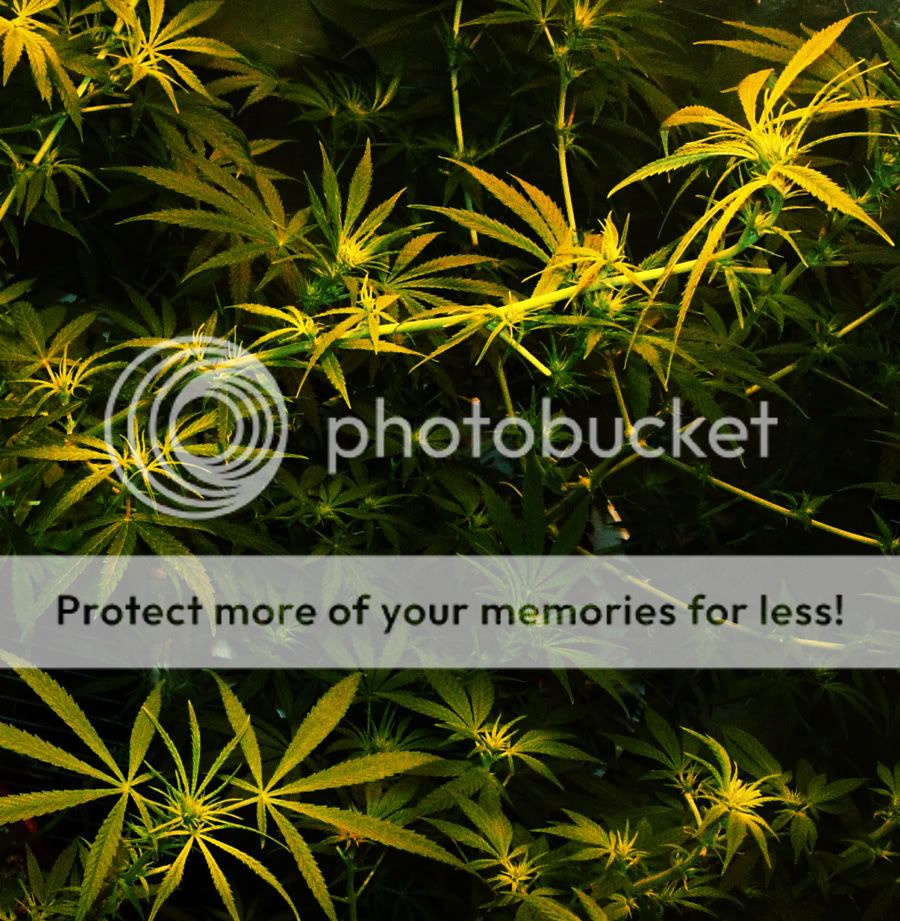 A Bang bang boogie down Bronx tale;"piff" (haze) grow with seeds from ...