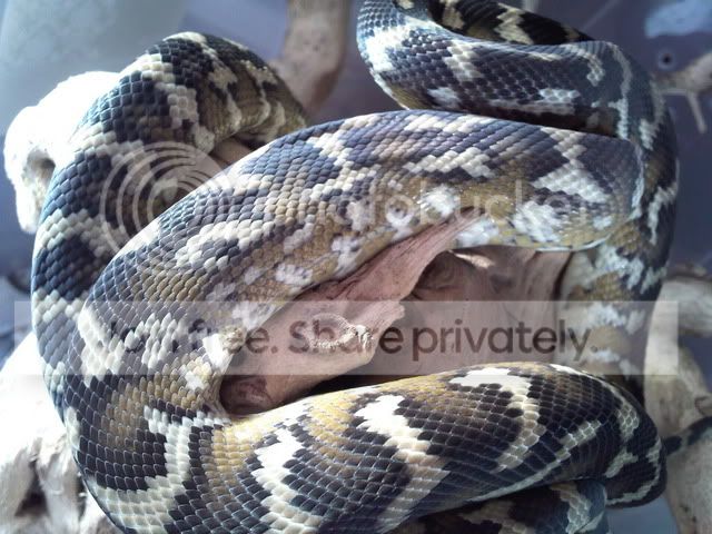 Irian Jaya Carpet Pythons | Reptile Forums