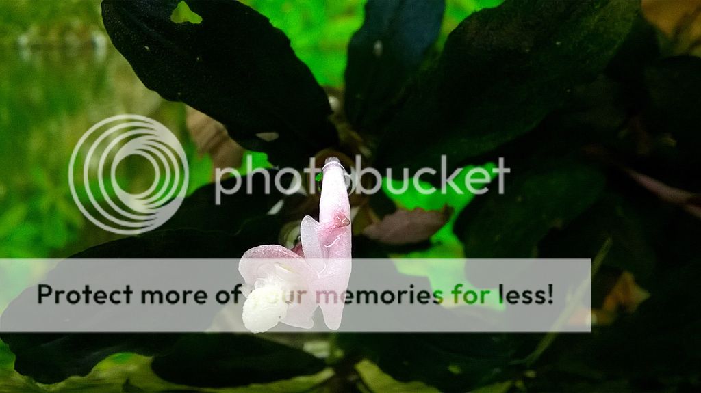 Buce Blooms | The Planted Tank Forum