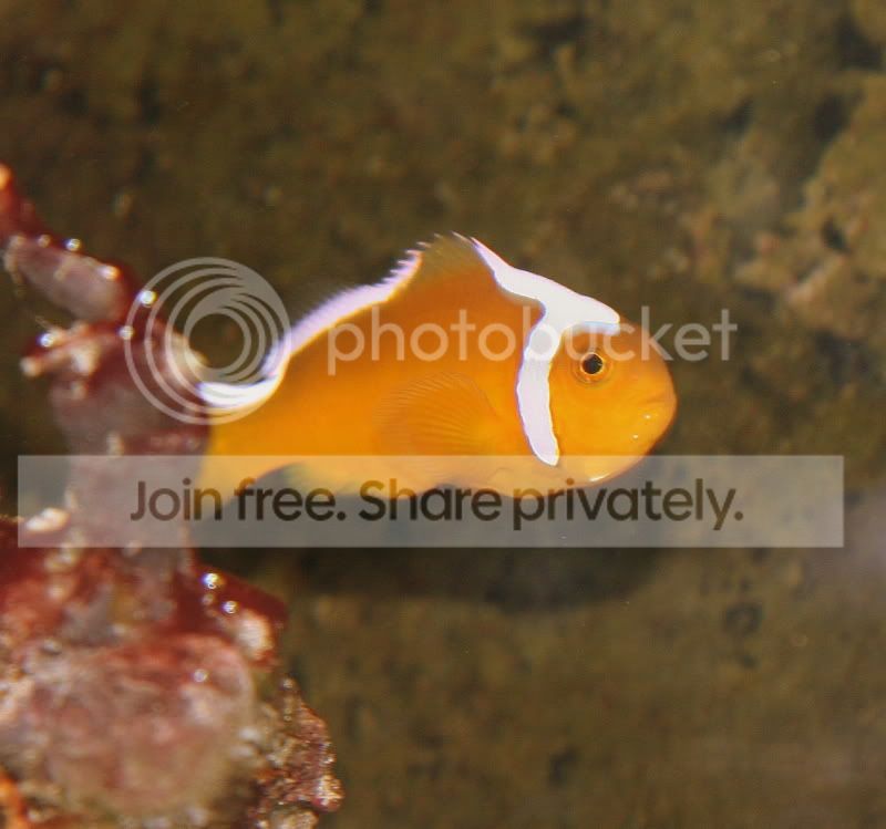 Micro Coral Blob Czechnymphcom