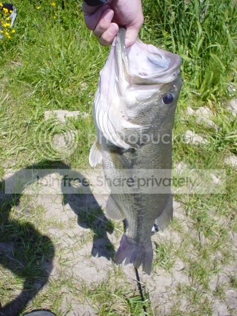 7lb Bass from DuPage County Forest Preserve | ChicagoLand Fishing Forums