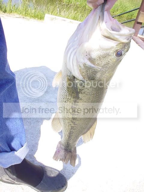 7lb Bass from DuPage County Forest Preserve | ChicagoLand Fishing Forums