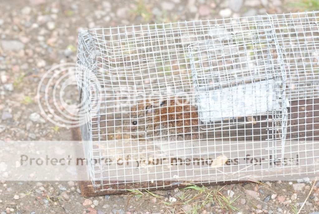 6500 km in Sweden - Field Herp Forum