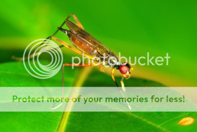 stilt legged flies - PentaxForums.com