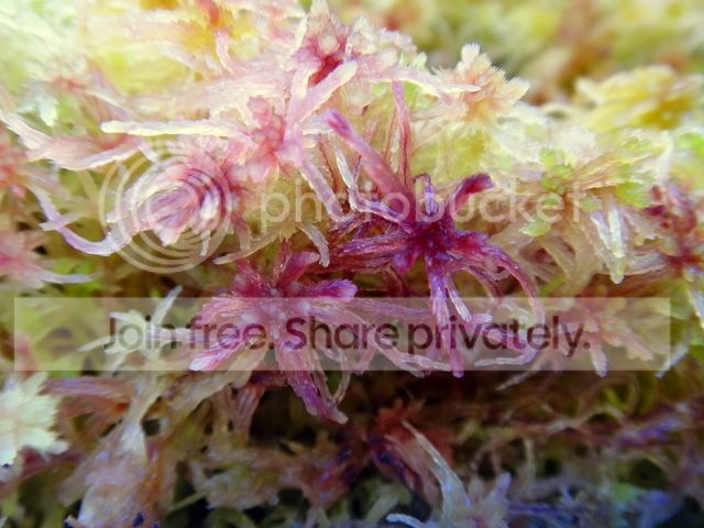Red sphagnum moss | TerraForums - Carnivorous Plant Community