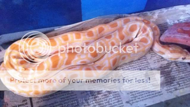 Hi orange albino burmese python | Reptile Forums