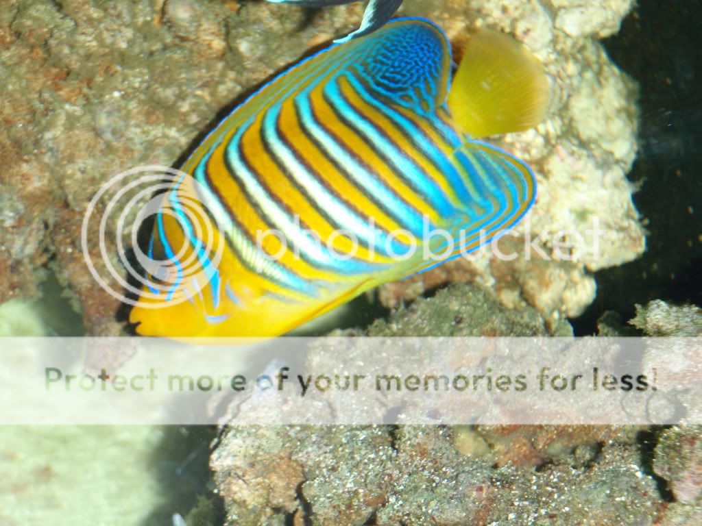 Regal Angel (Pygoplites diacanthus) - Reef Central Online Community