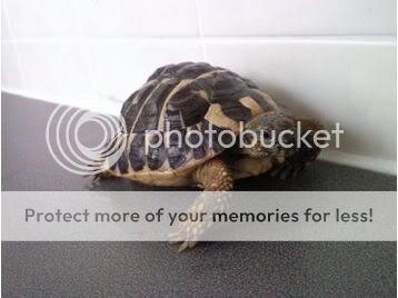 Has this tortoise got pyramidal shell growth? | Reptile Forums