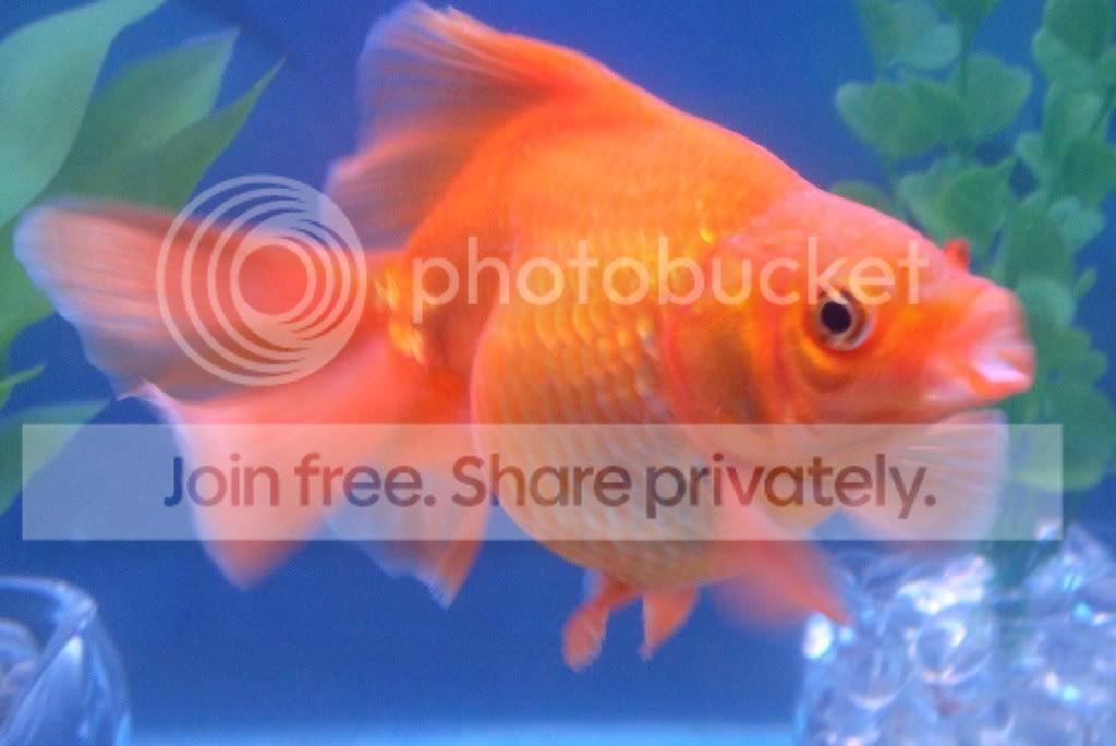 Show us YOUR goldfish! (A photo thread) | AquariaCentral.com