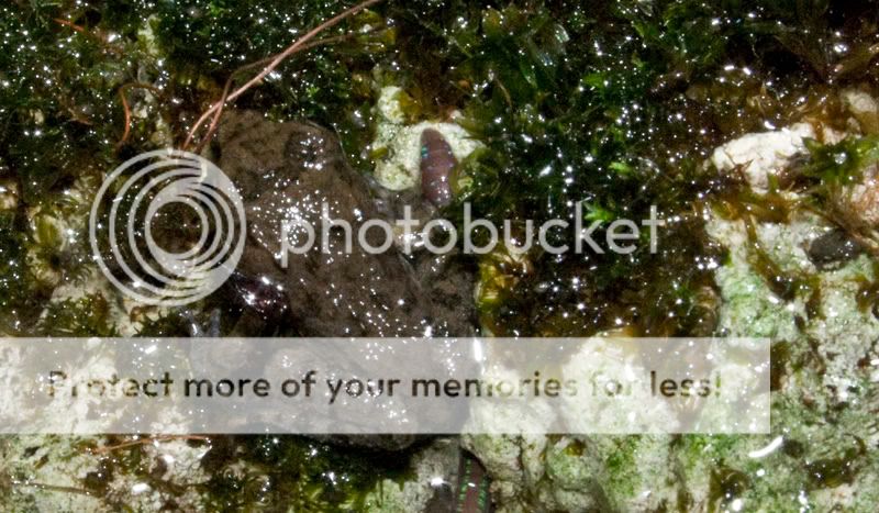 Unknown 'dwarf' frog id please. (Picture heavy.) | Reptile Forums