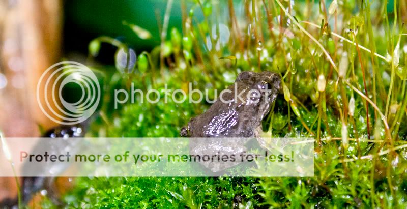 Unknown 'dwarf' frog id please. (Picture heavy.) | Reptile Forums