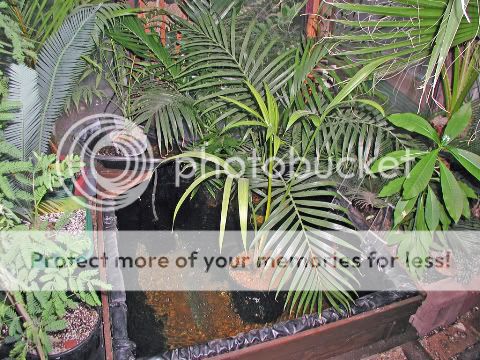 Hydroponic palms - DISCUSSING PALM TREES WORLDWIDE - PalmTalk