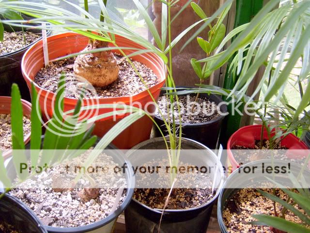 Whats the gem of your collection? - DISCUSSING PALM TREES WORLDWIDE ...